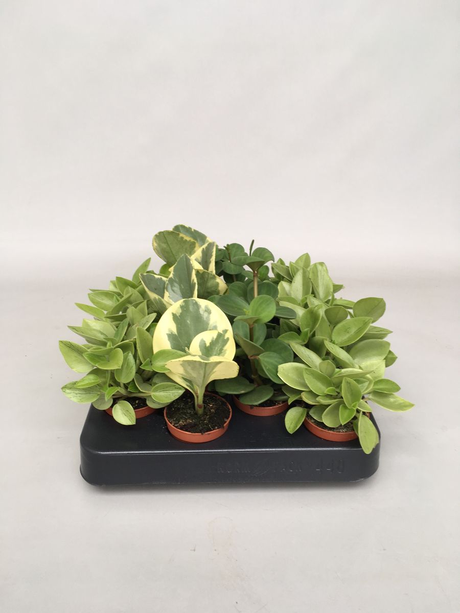 Peperomia MIX — Plant Wholesale FlorAccess