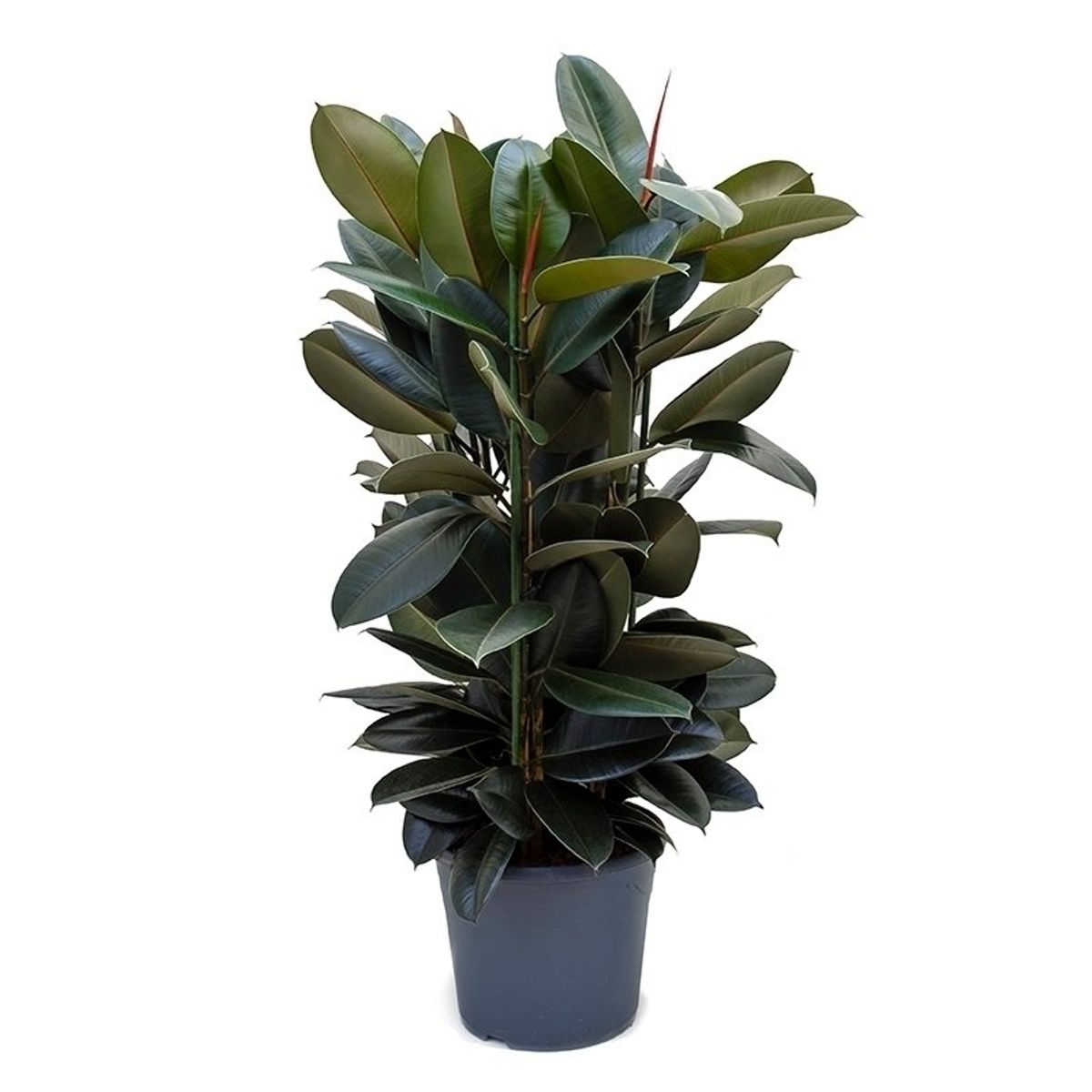Ficus elastica 'Abidjan' — Plant Wholesale FlorAccess