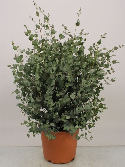 Eucalyptus gunnii — Plant Wholesale FlorAccess