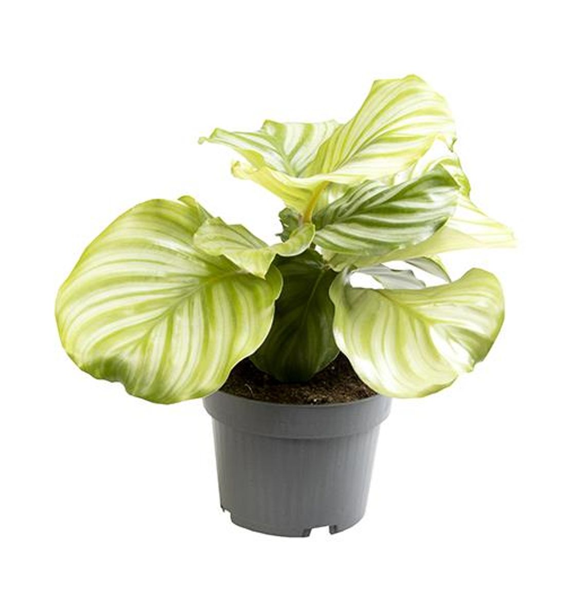 Calathea orbifolia — Plant Wholesale FlorAccess