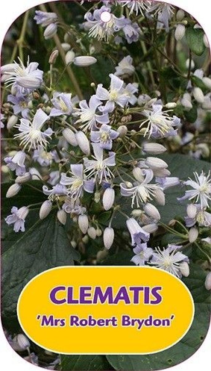 Clematis 'Mrs Robert Brydon' — Plant Wholesale FlorAccess