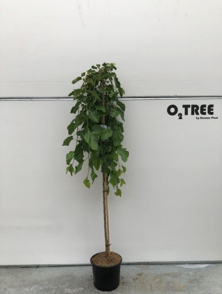 Morus alba 'Pendula' — Plant Wholesale FlorAccess