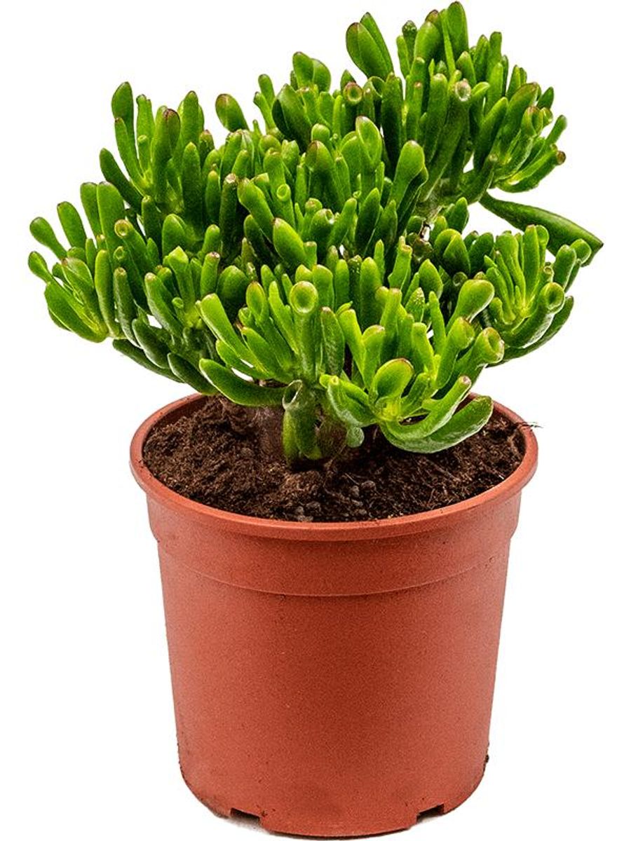 Crassula ovata 'Hobbit' — Plant Wholesale FlorAccess