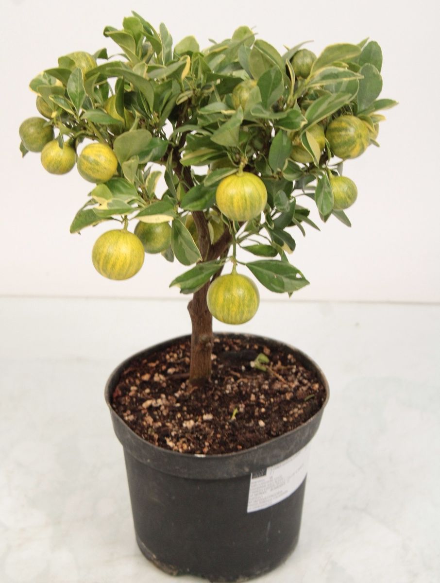 Citrus x microcarpa 'Variegata' — Plant Wholesale FlorAccess