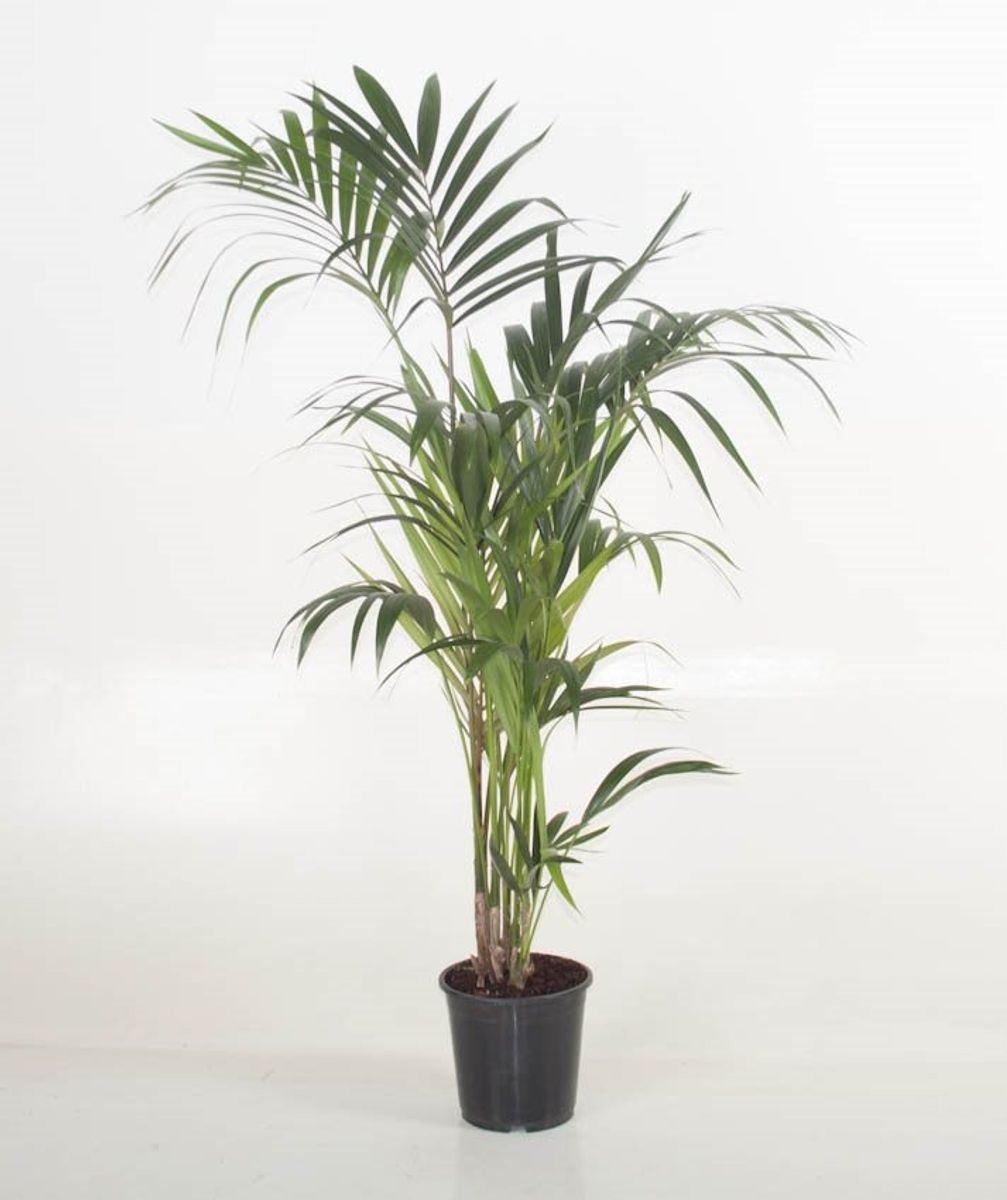 Howea forsteriana — Plant Wholesale FlorAccess