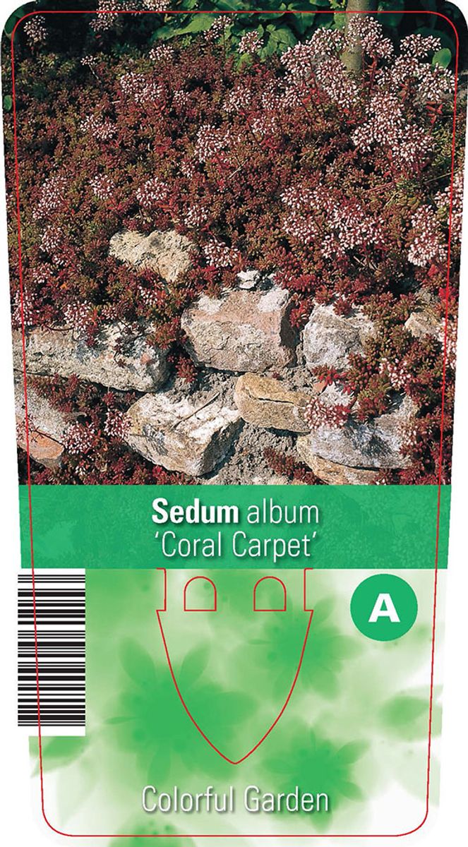 Sedum album 'Coral Carpet' — Plant Wholesale FlorAccess