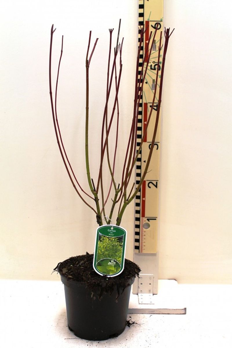 Cornus alba 'Aurea' — Plant Wholesale FlorAccess