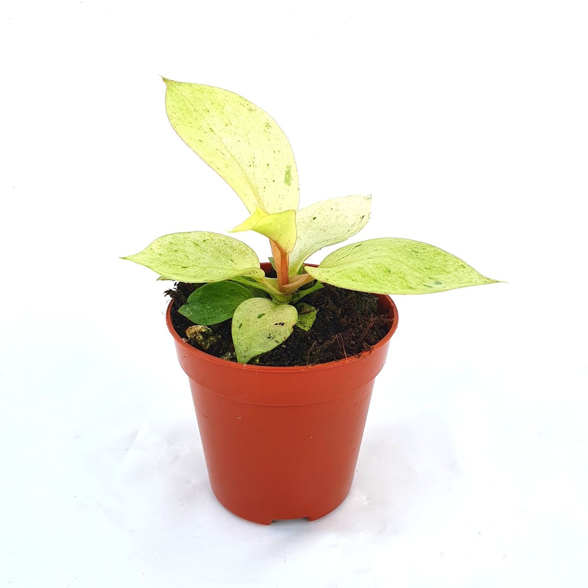 Philodendron 'Snowdrift' — Plant Wholesale FlorAccess