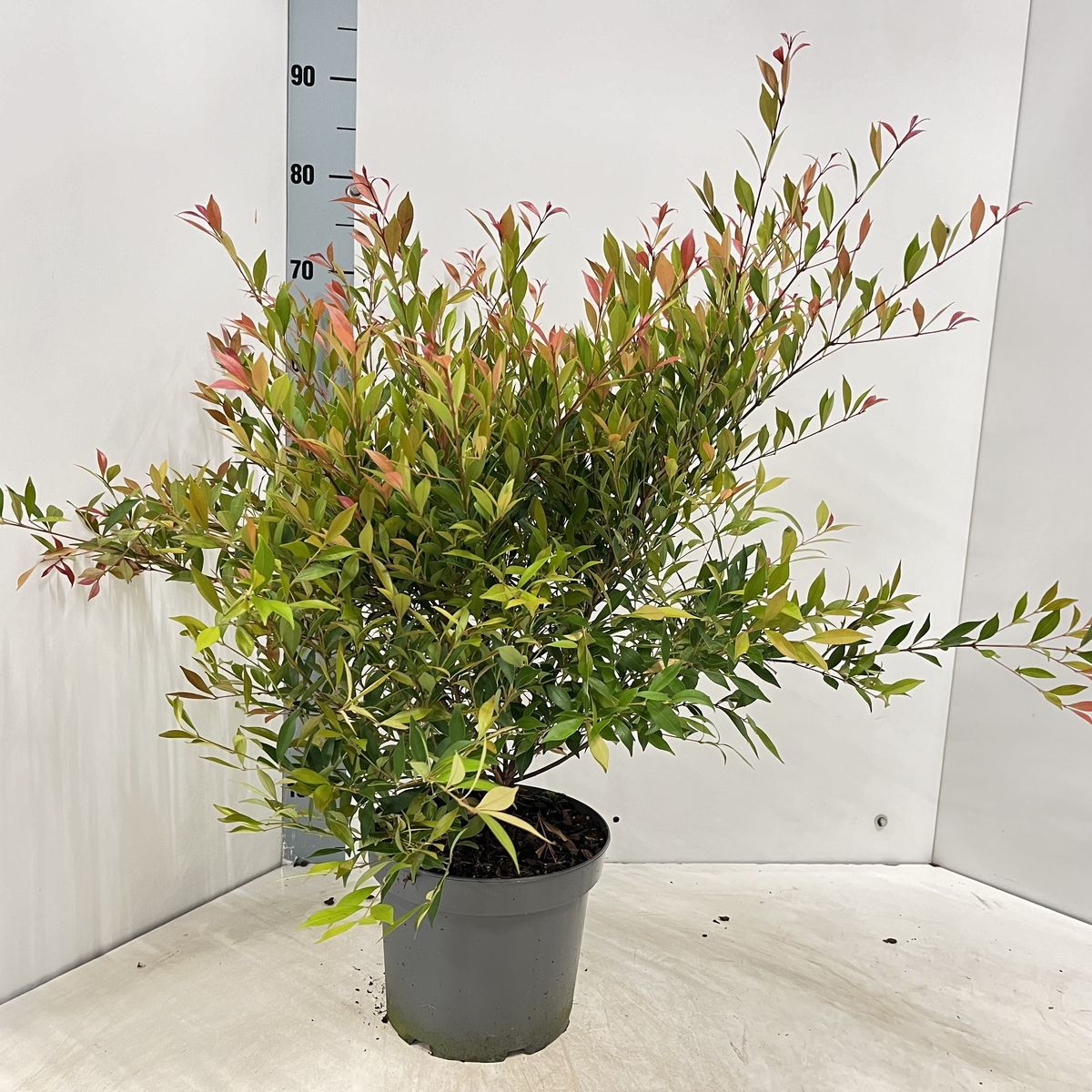 Acmena smithii 'Orange Crush' — Plant Wholesale FlorAccess