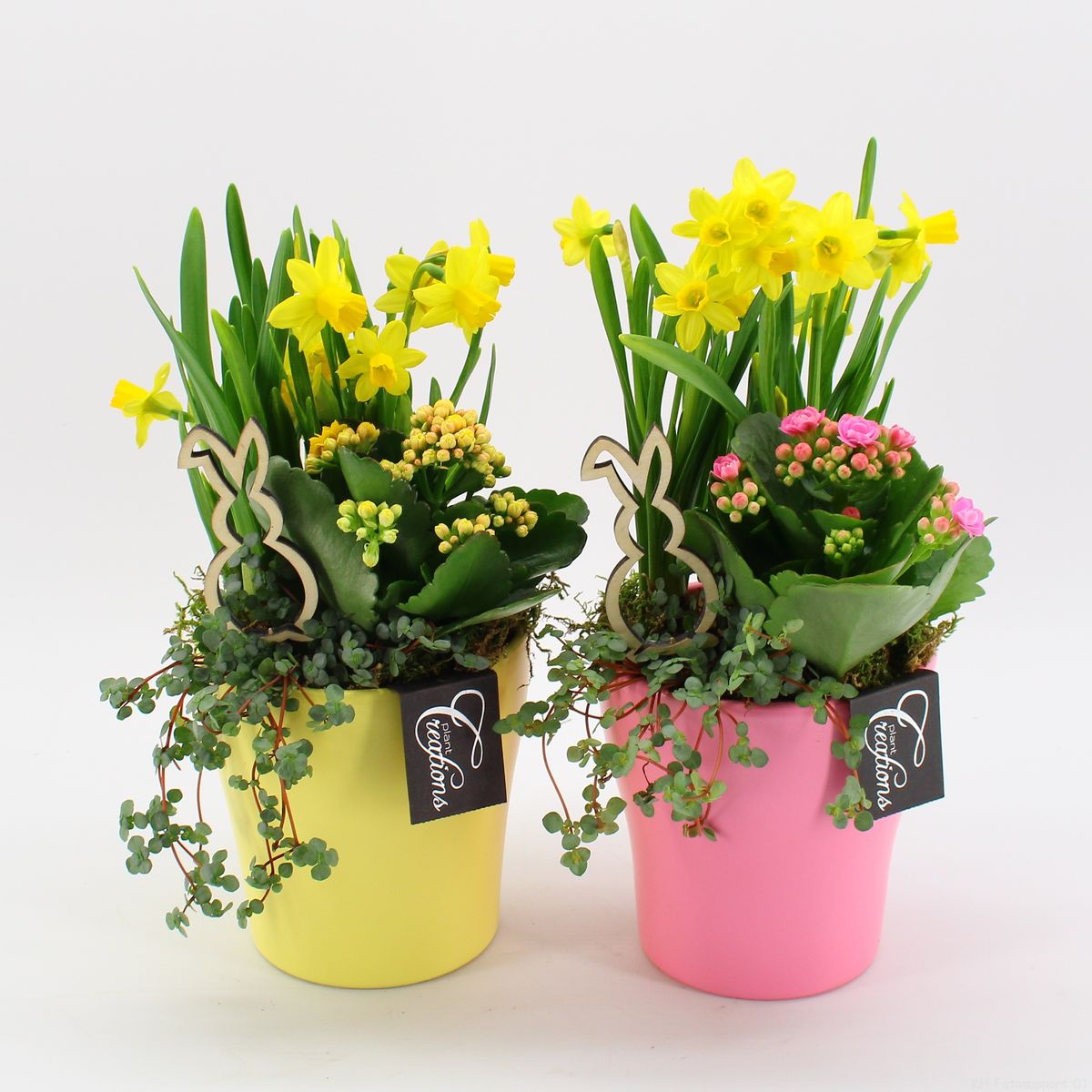 Arrangement Easter — Plant Wholesale FlorAccess