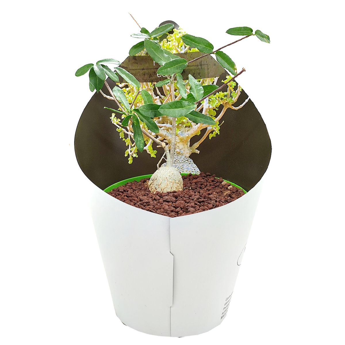 Fockea edulis — Plant Wholesale FlorAccess