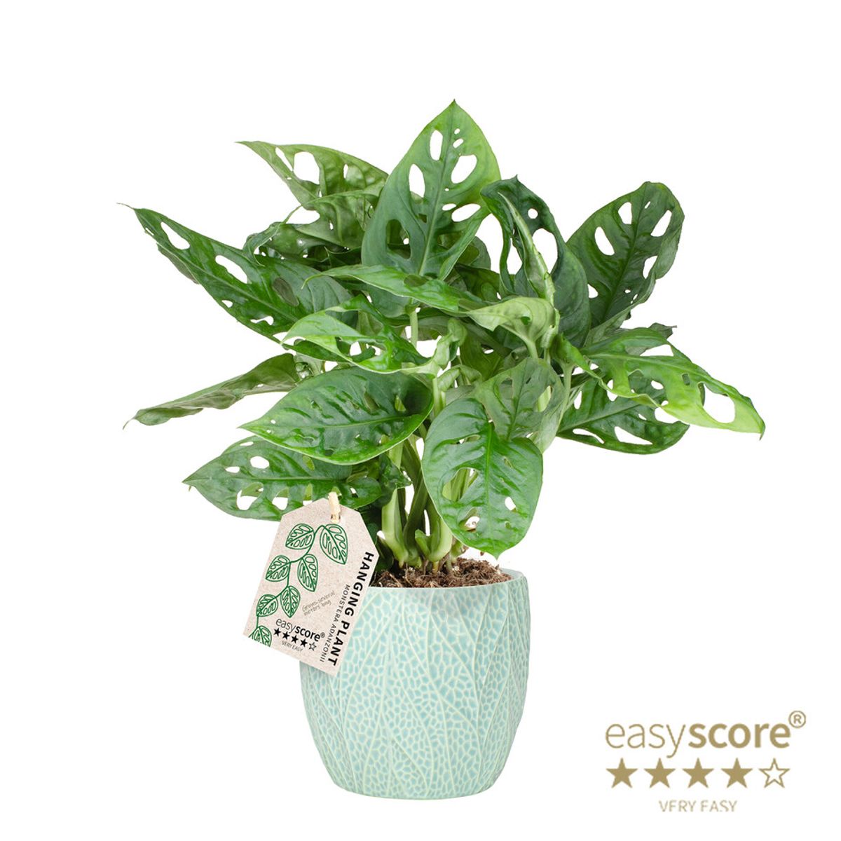 Monstera friedrichsthalii — Plant Wholesale FlorAccess