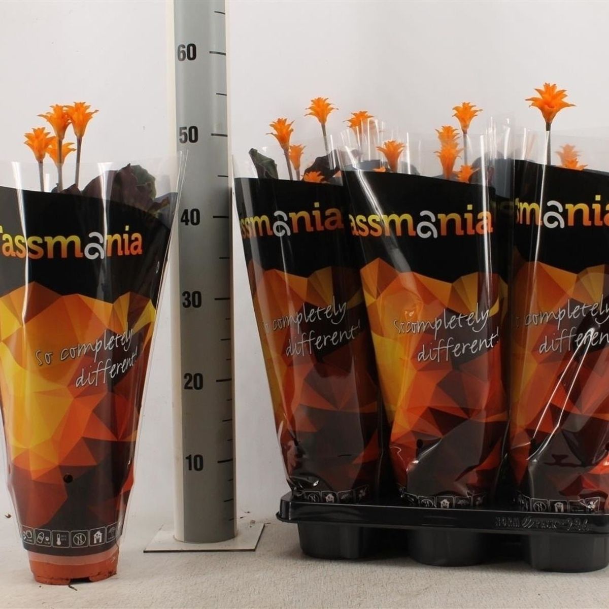 Calathea crocata 'Tassmania' — Plant Wholesale FlorAccess
