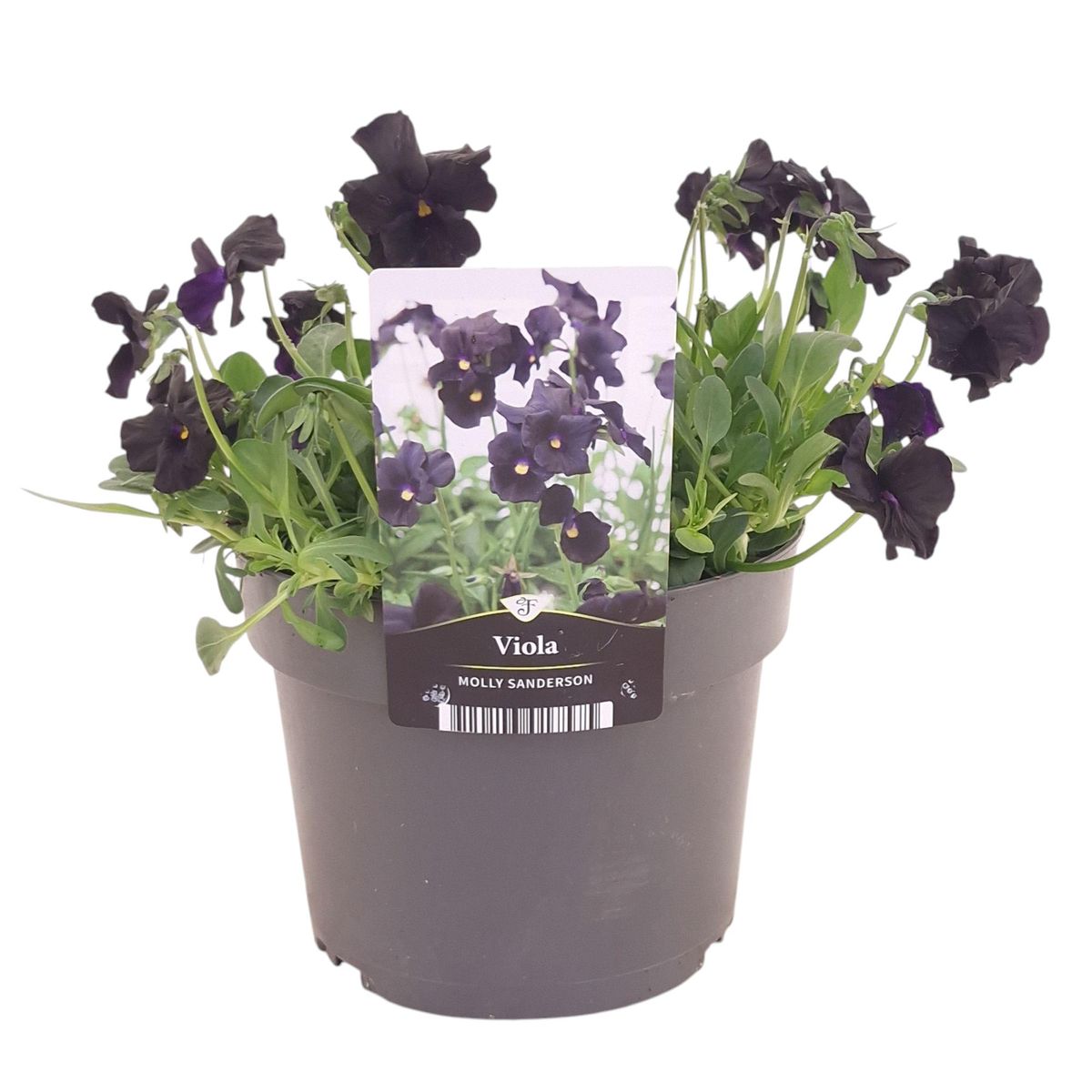 Viola 'Molly Sanderson' — Plant Wholesale FlorAccess