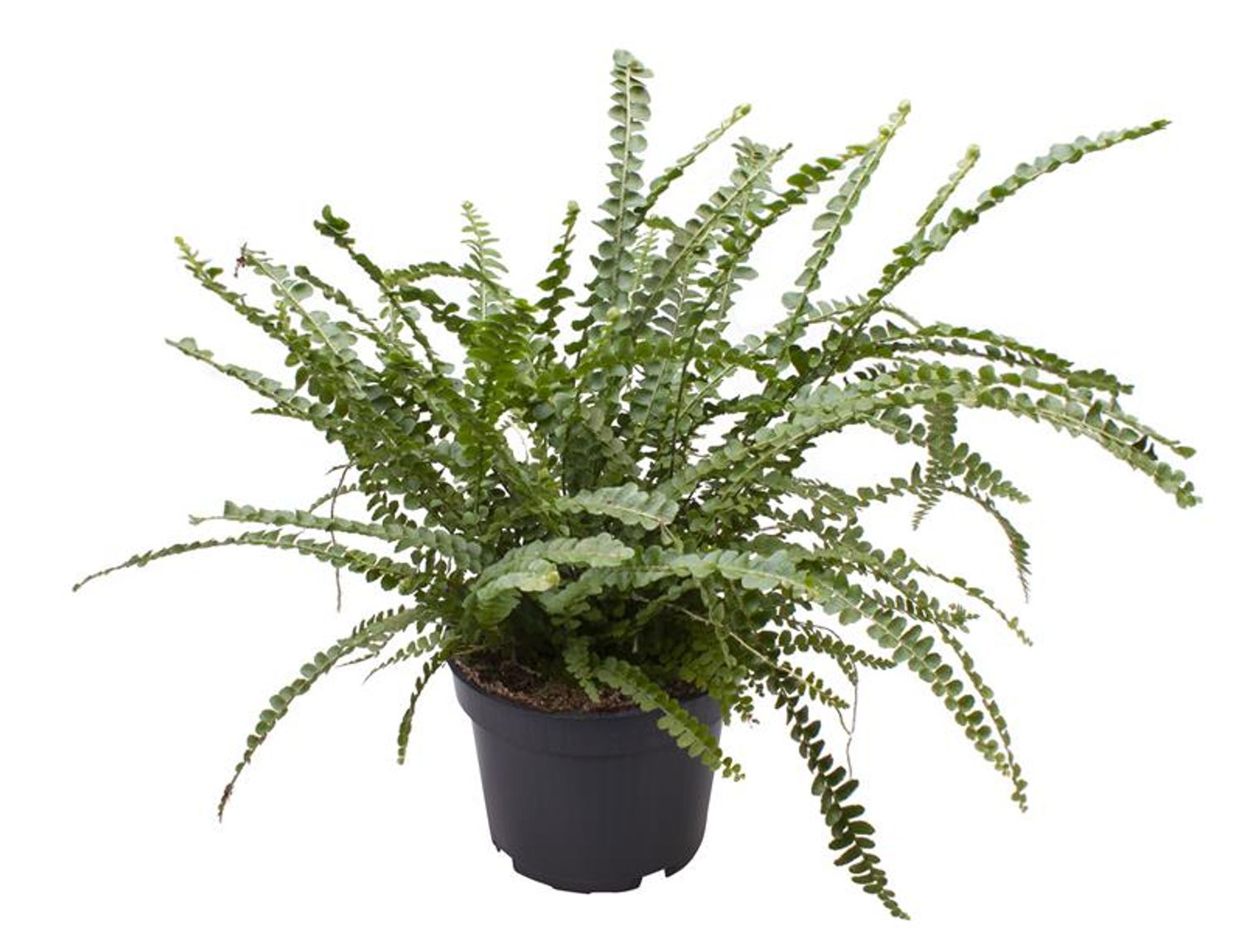 Nephrolepis exaltata 'Duffy' — Plant Wholesale FlorAccess