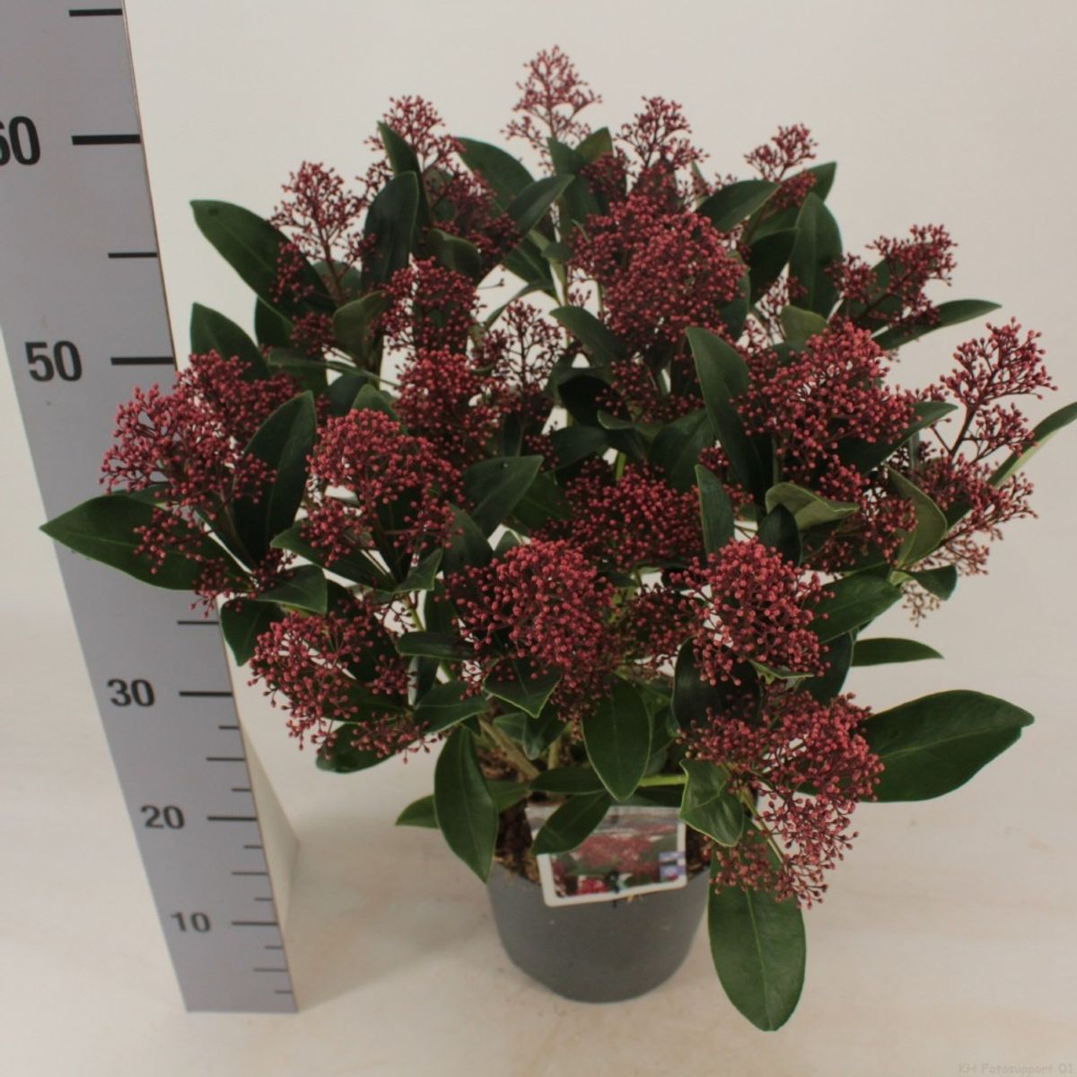 Skimmia japonica 'Rubella' — Plant Wholesale FlorAccess