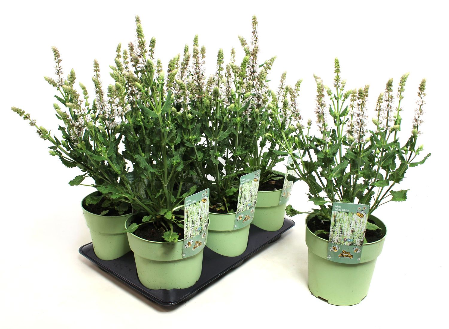 Salvia nemorosa 'Salute White' — Растения Оптовая FlorAccess