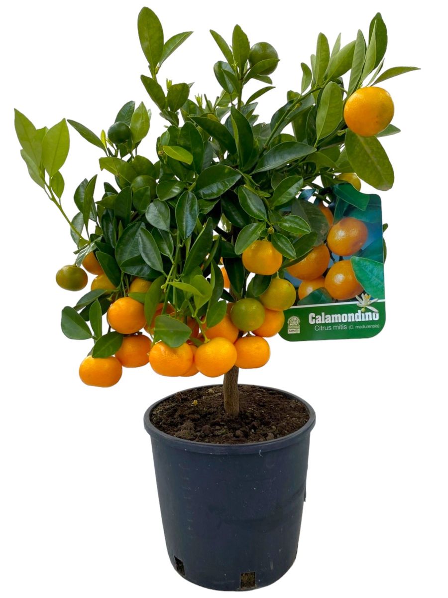Citrus x microcarpa — Plant Wholesale FlorAccess