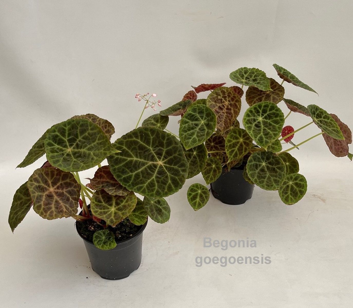 Begonia goegoensis — Plant Wholesale FlorAccess