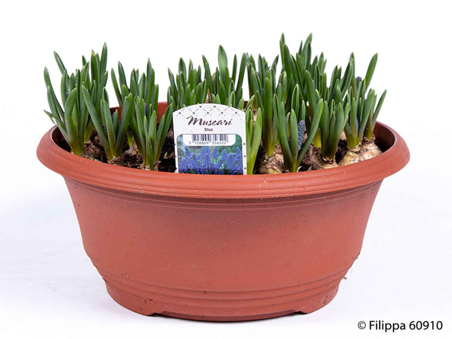 Muscari 'Blue Magic' — Plant Wholesale FlorAccess