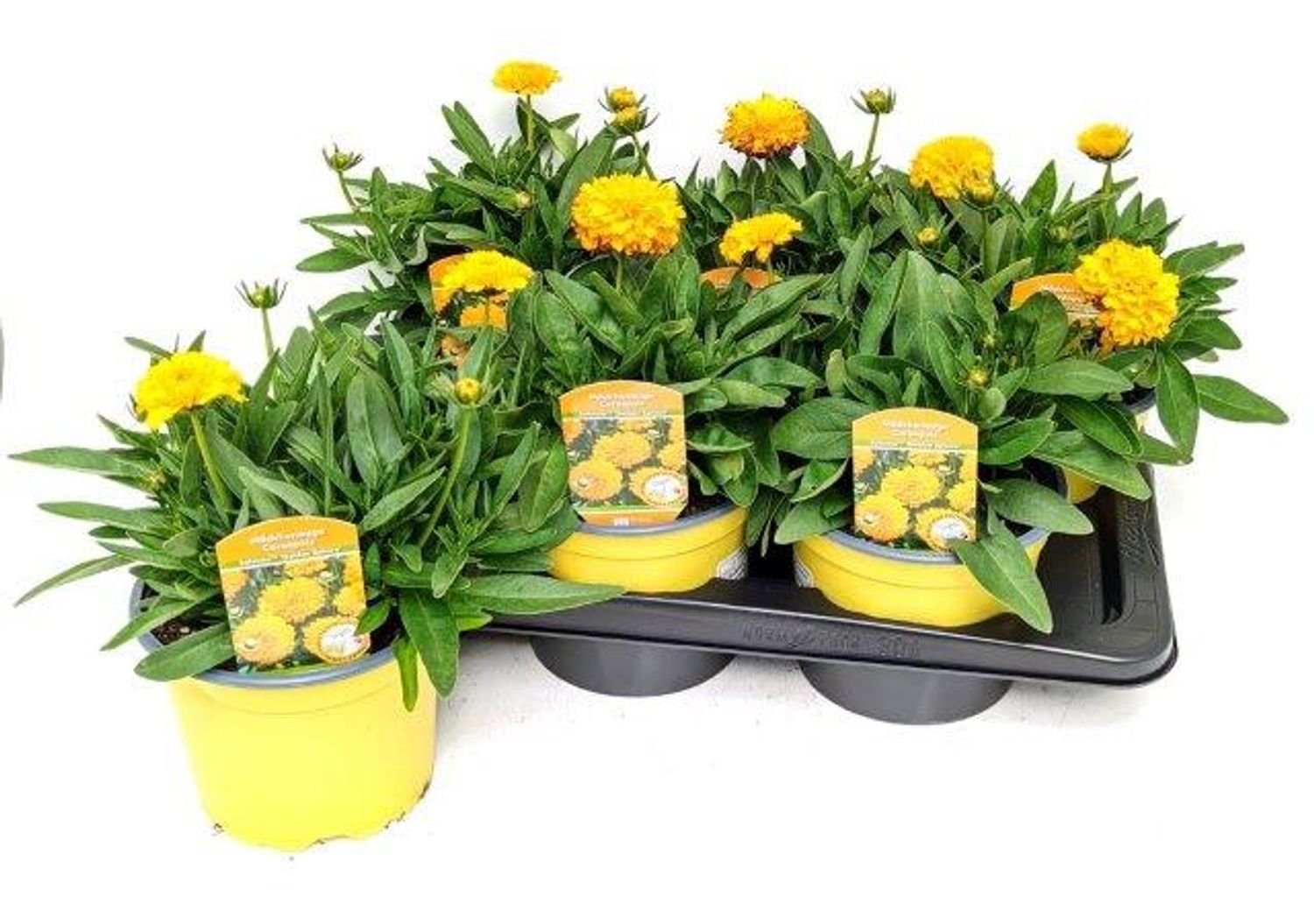 Coreopsis grandiflora SOLANNA GOLDEN SPHERE — Plant Wholesale FlorAccess