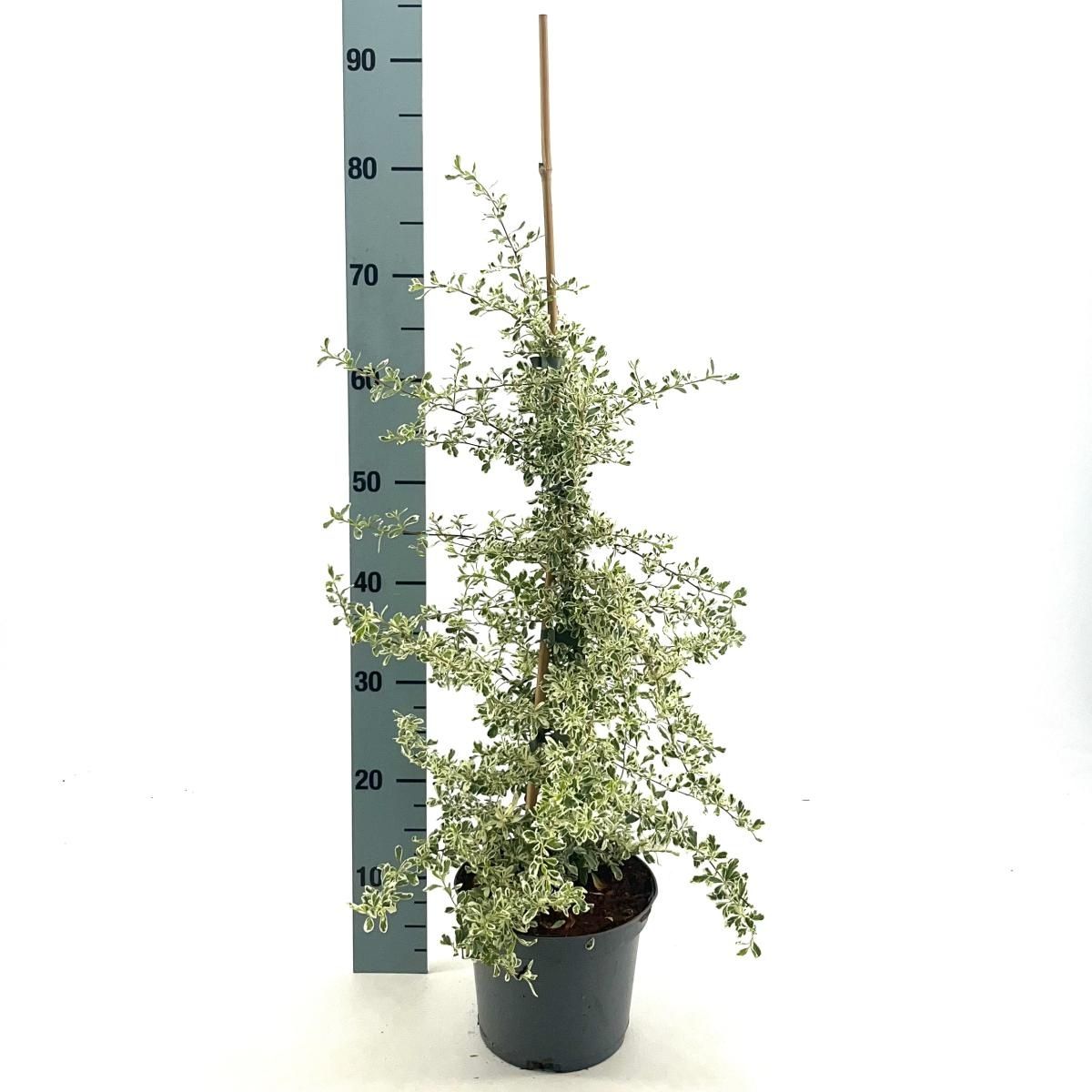 Pyracantha 'Sparkler' — Plant Wholesale FlorAccess