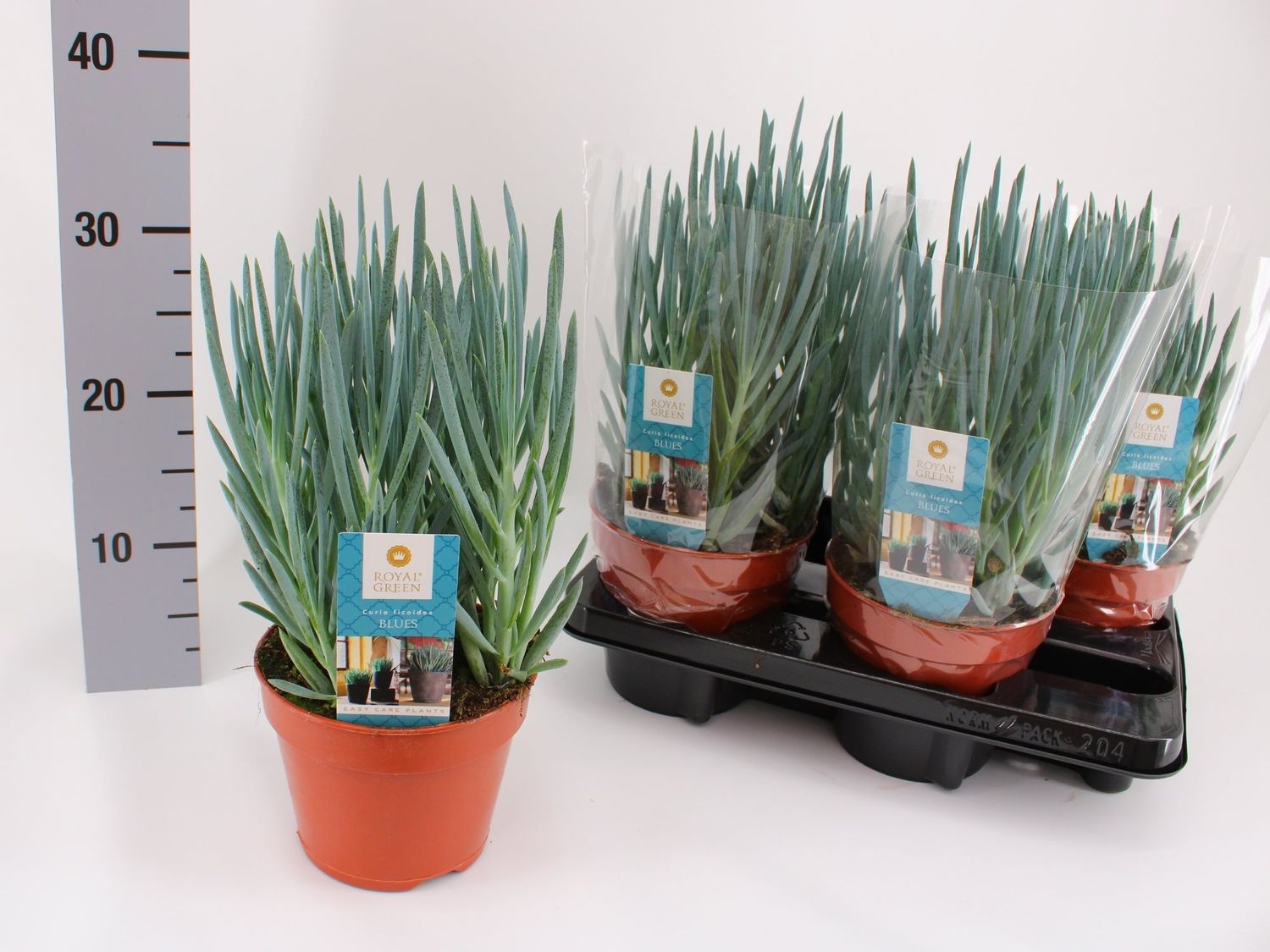 Curio ficoides 'Blues' — Grossiste en Plantes FlorAccess