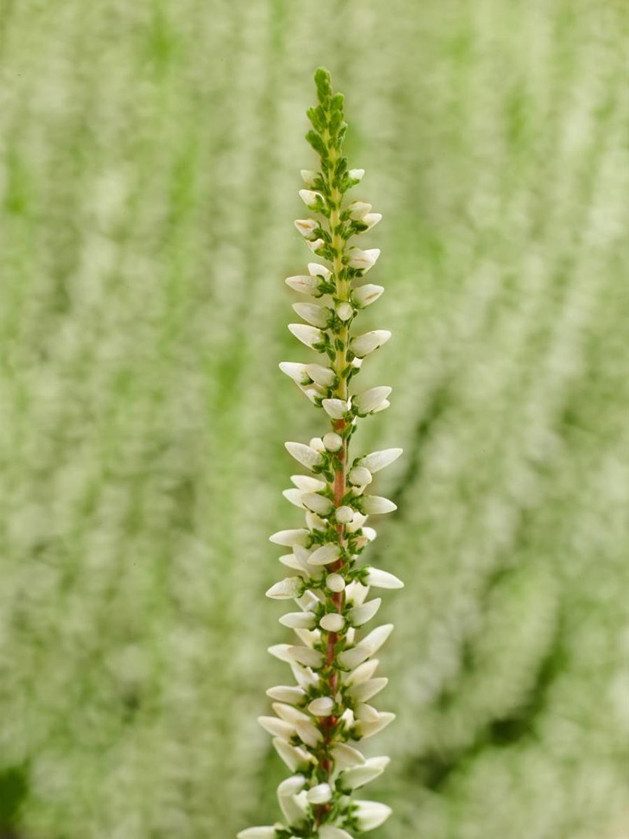 Calluna vulgaris GARDEN GIRLS ELISA — Plant Wholesale FlorAccess