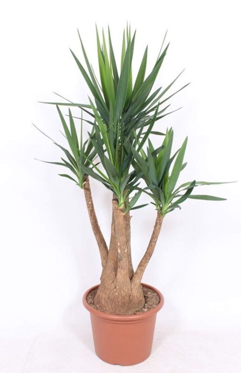 Yucca elephantipes — Plant Wholesale FlorAccess