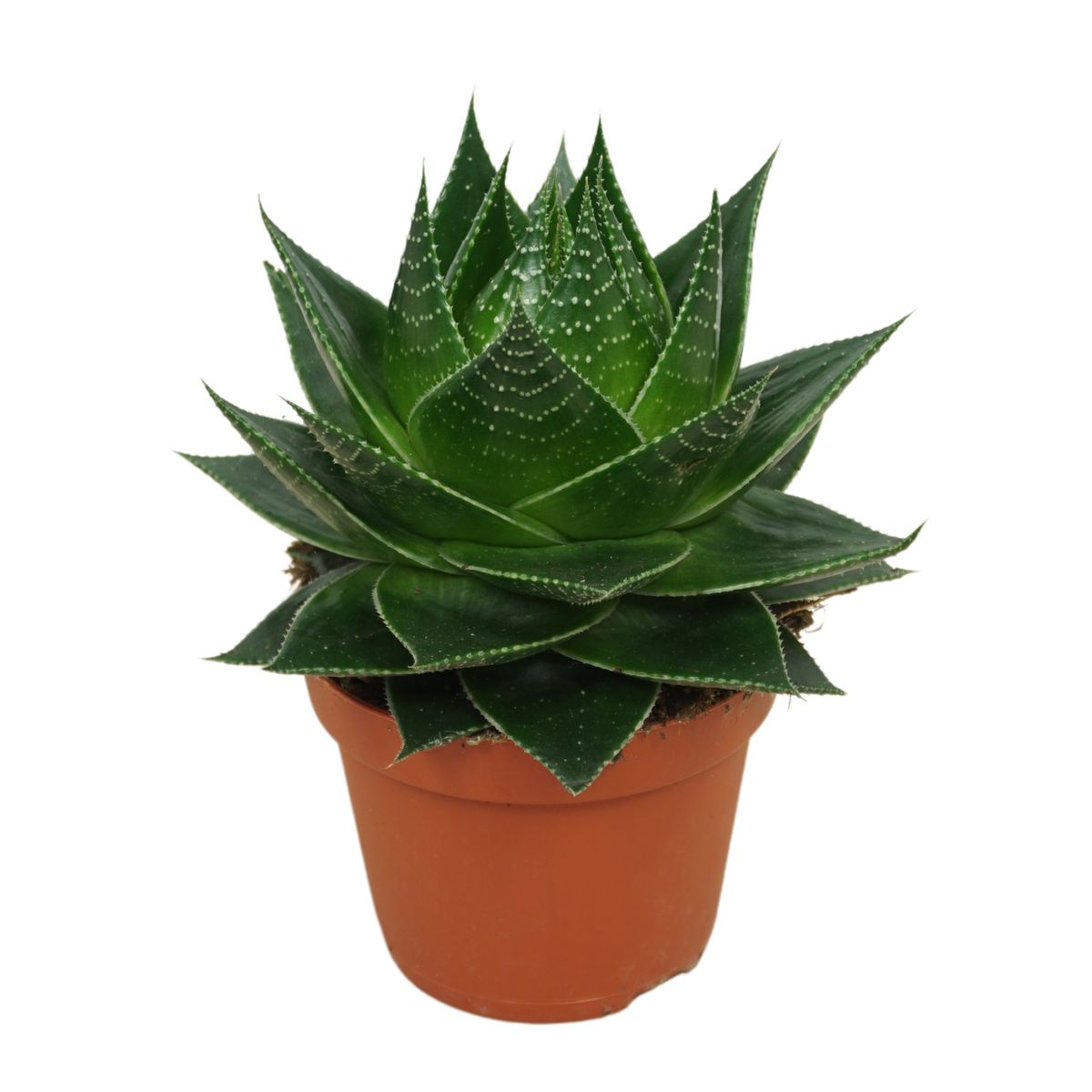 Aloe 'Cosmo' — Plant Wholesale FlorAccess