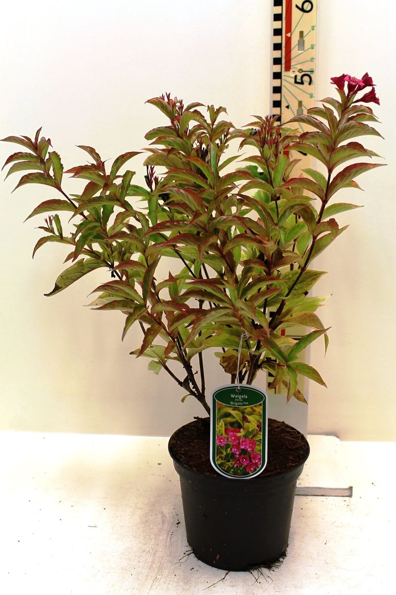Weigela florida FRENCH LACE / MOULIN ROUGE — Рослини оптом FlorAccess