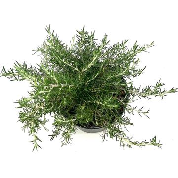 Rosmarinus officinalis 'Pointe du Raz' — Plant Wholesale FlorAccess
