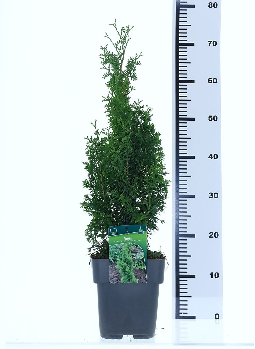 Thuja occidentalis 'Degroot's Spire' — Plant Wholesale FlorAccess