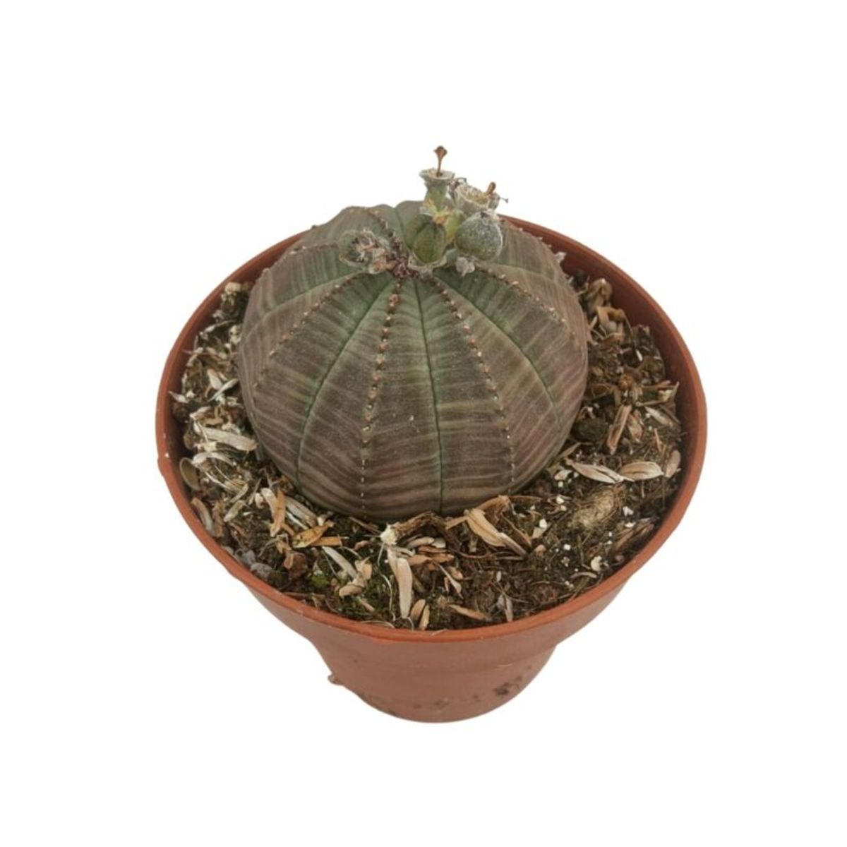 Euphorbia obesa — Plant Wholesale FlorAccess