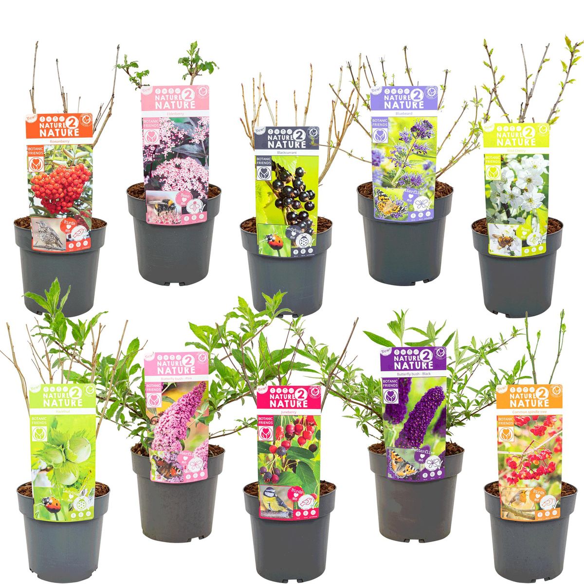 Shrubs MIX — Plant Wholesale FlorAccess