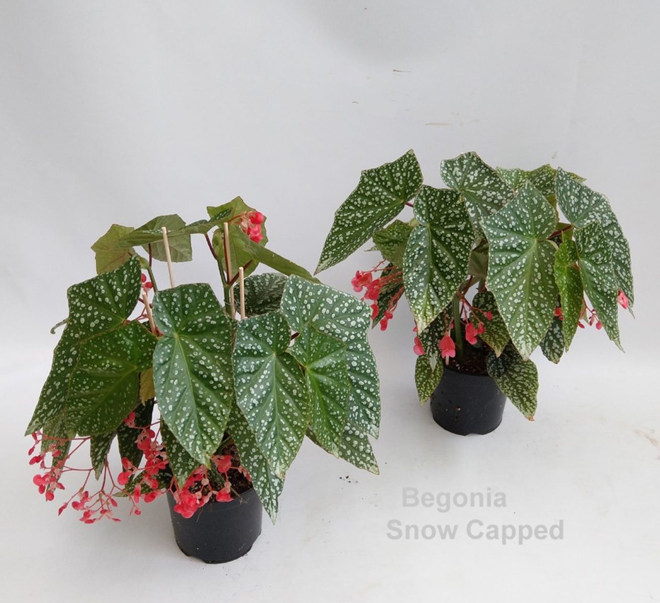 Begonia 'Snow Capped' — Plant Wholesale FlorAccess
