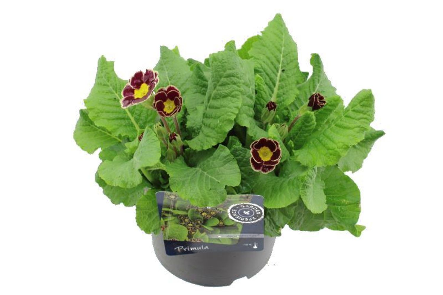 Primula 'Veristar Wine Rose Silver Laced' — Plant Wholesale FlorAccess