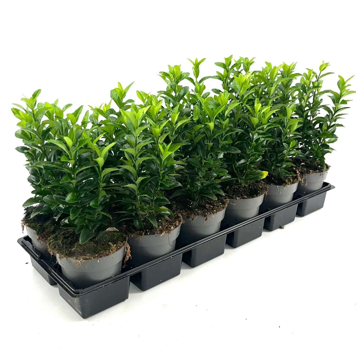 Euonymus japonicus 'Green Spire' — Plant Wholesale FlorAccess