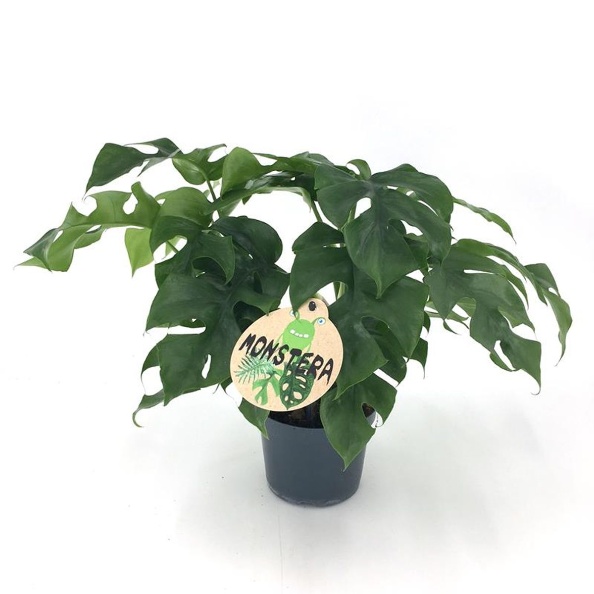 Monstera minima — Plant Wholesale FlorAccess