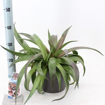 x Mangave 'Red Wing' — Plant Wholesale FlorAccess