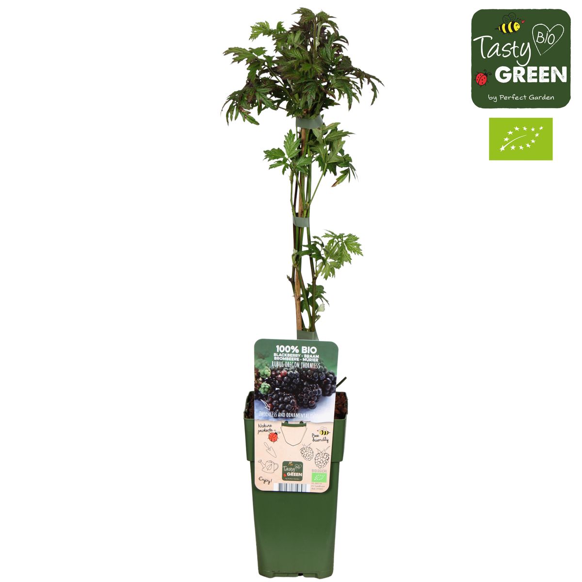 Rubus fruticosus 'Thornless Evergreen' — Plant Wholesale FlorAccess