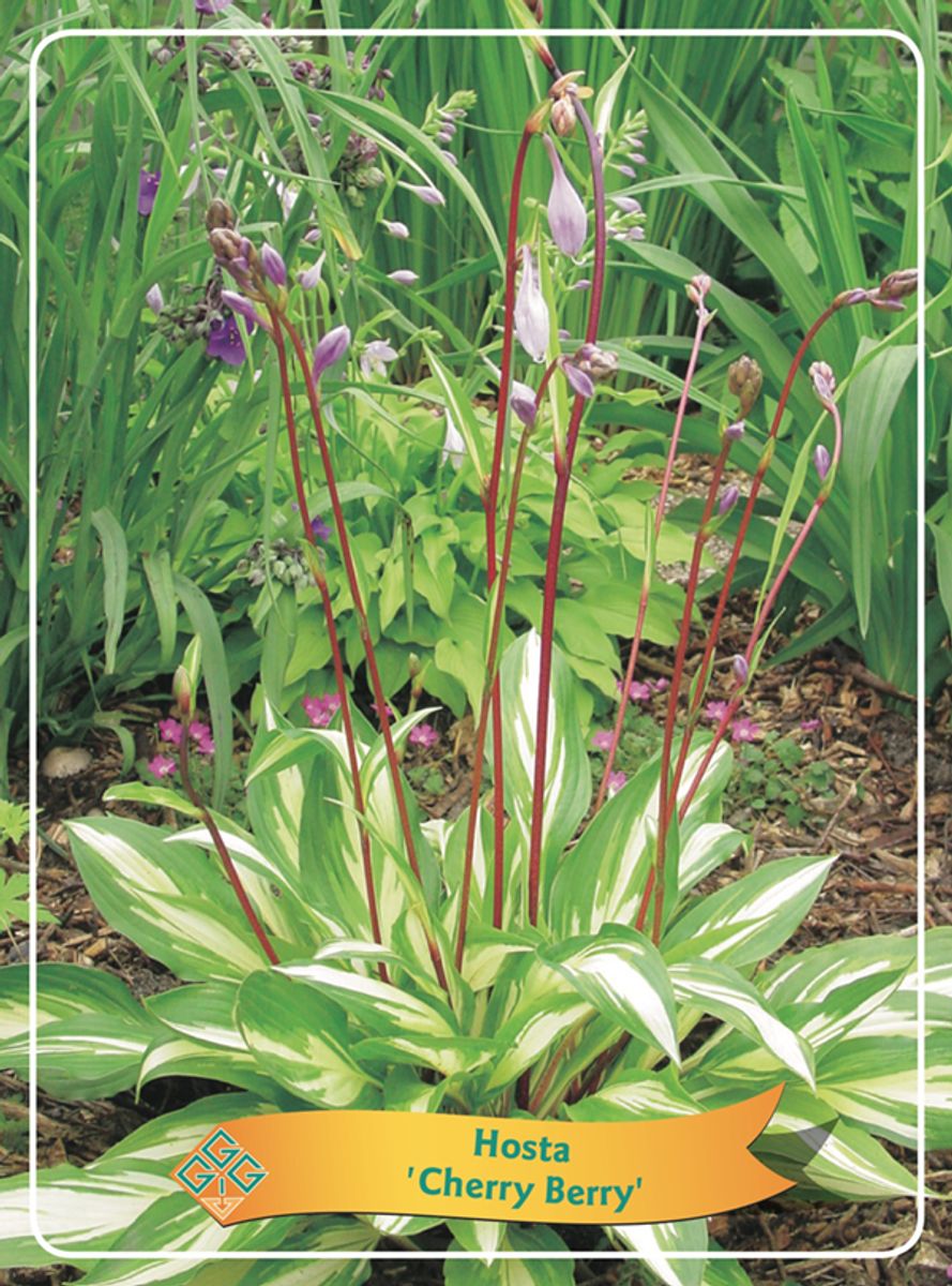Hosta 'Cherry Berry' — Plant Wholesale FlorAccess