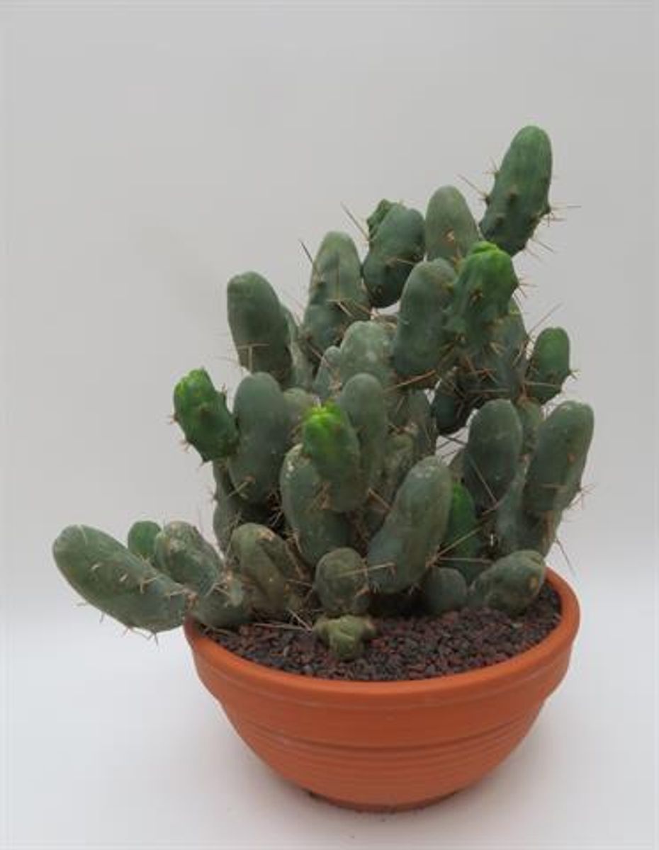 Trichocereus bridgesii monstruosus — Plant Wholesale FlorAccess