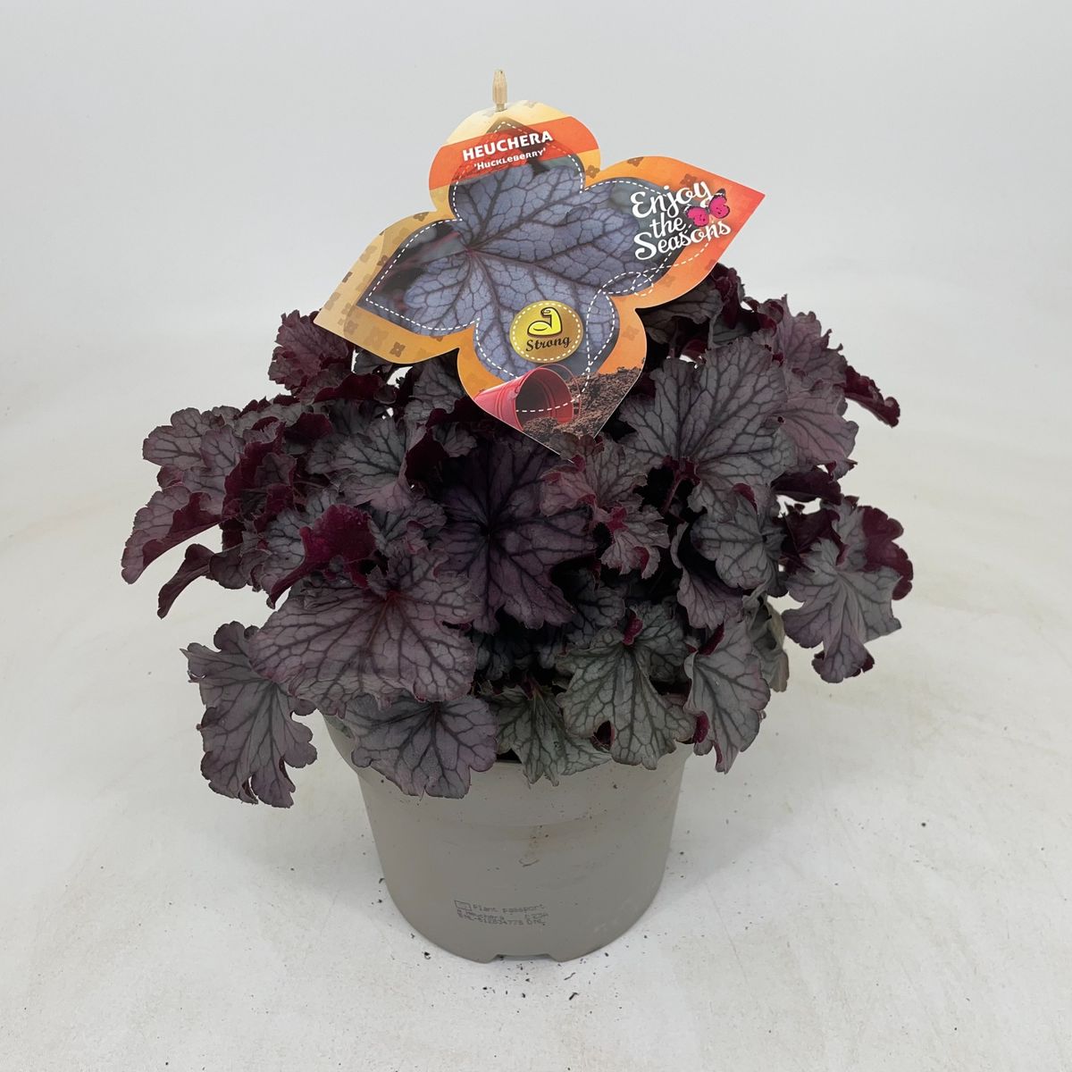 Heuchera INDIAN SUMMER HUCKLEBERRY — Plant Wholesale FlorAccess