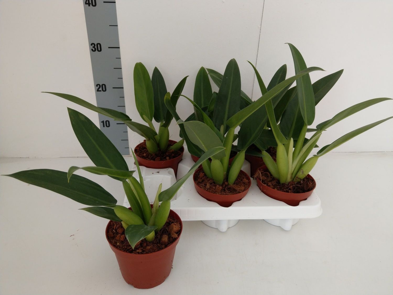 Philodendron 'Fatboy' — Plant Wholesale FlorAccess