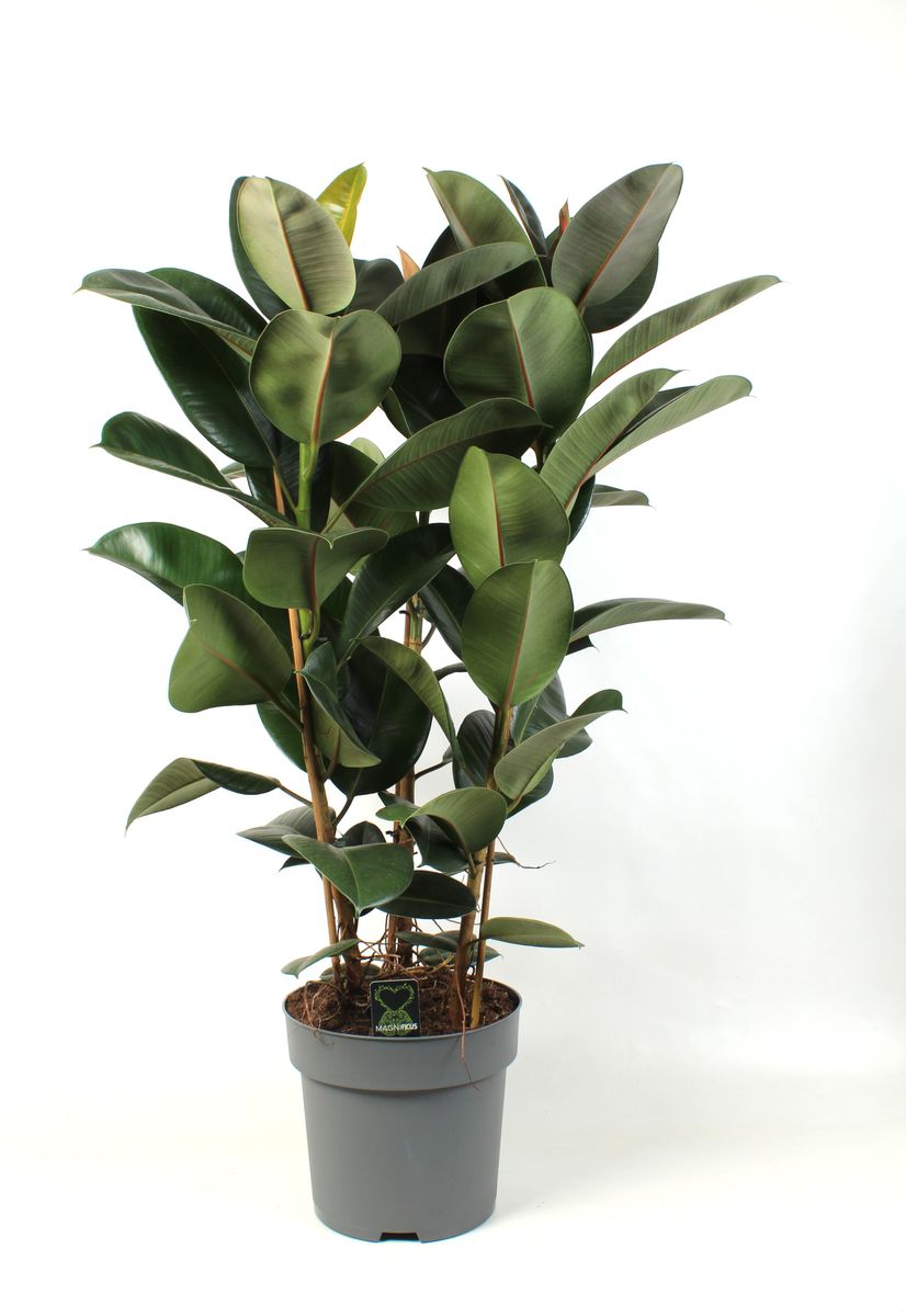 Ficus elastica 'Robusta' — Plant Wholesale FlorAccess