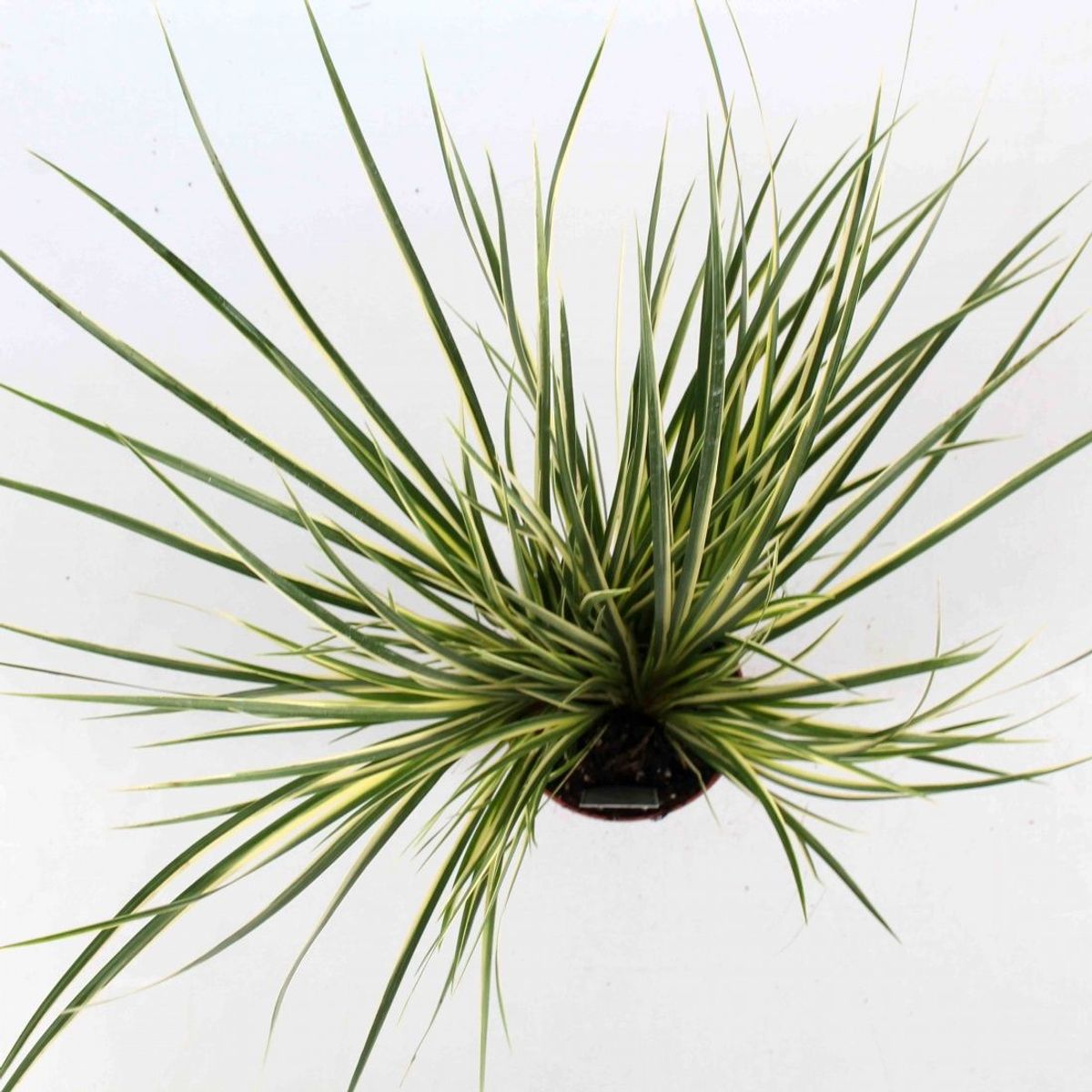 Acorus calamus 'Variegatus' — Plant Wholesale FlorAccess