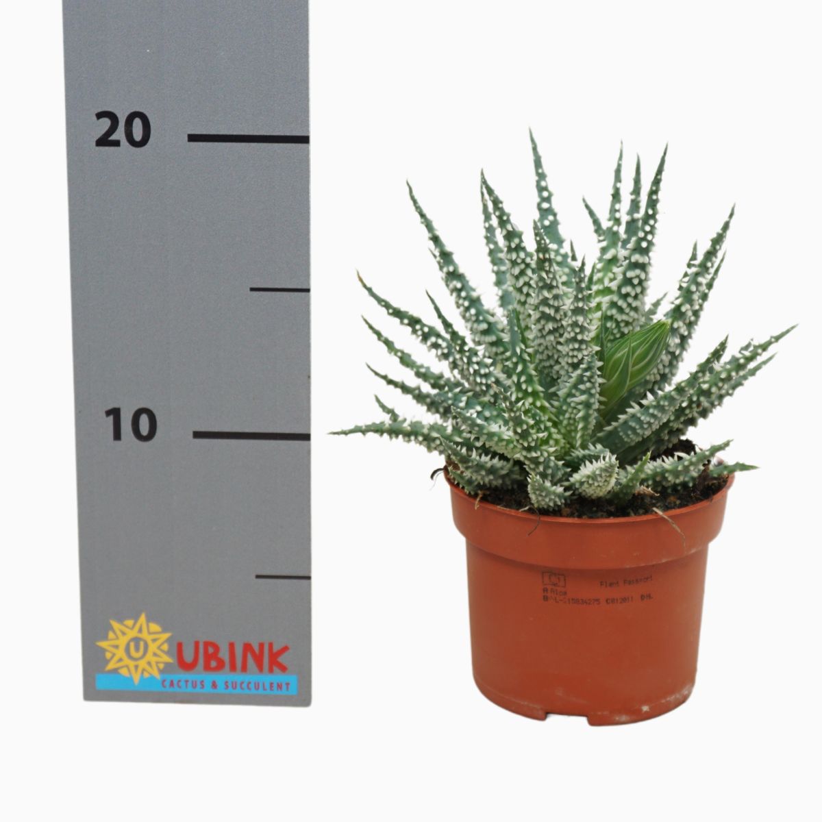 Aloe humilis 'Shark' — Plant Wholesale FlorAccess