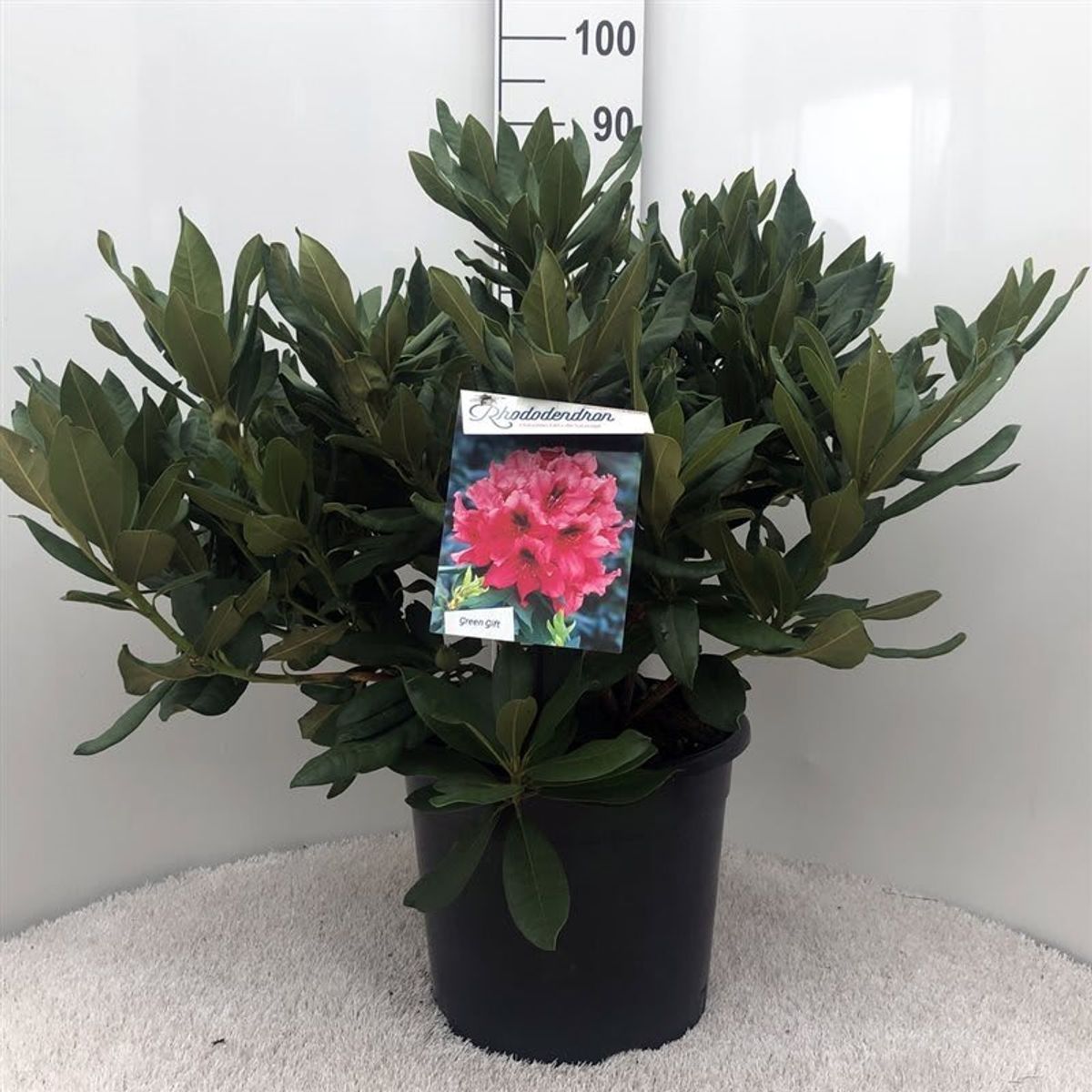 Rhododendron 'Chevalier Félix de Sauvage' — Plant Wholesale FlorAccess