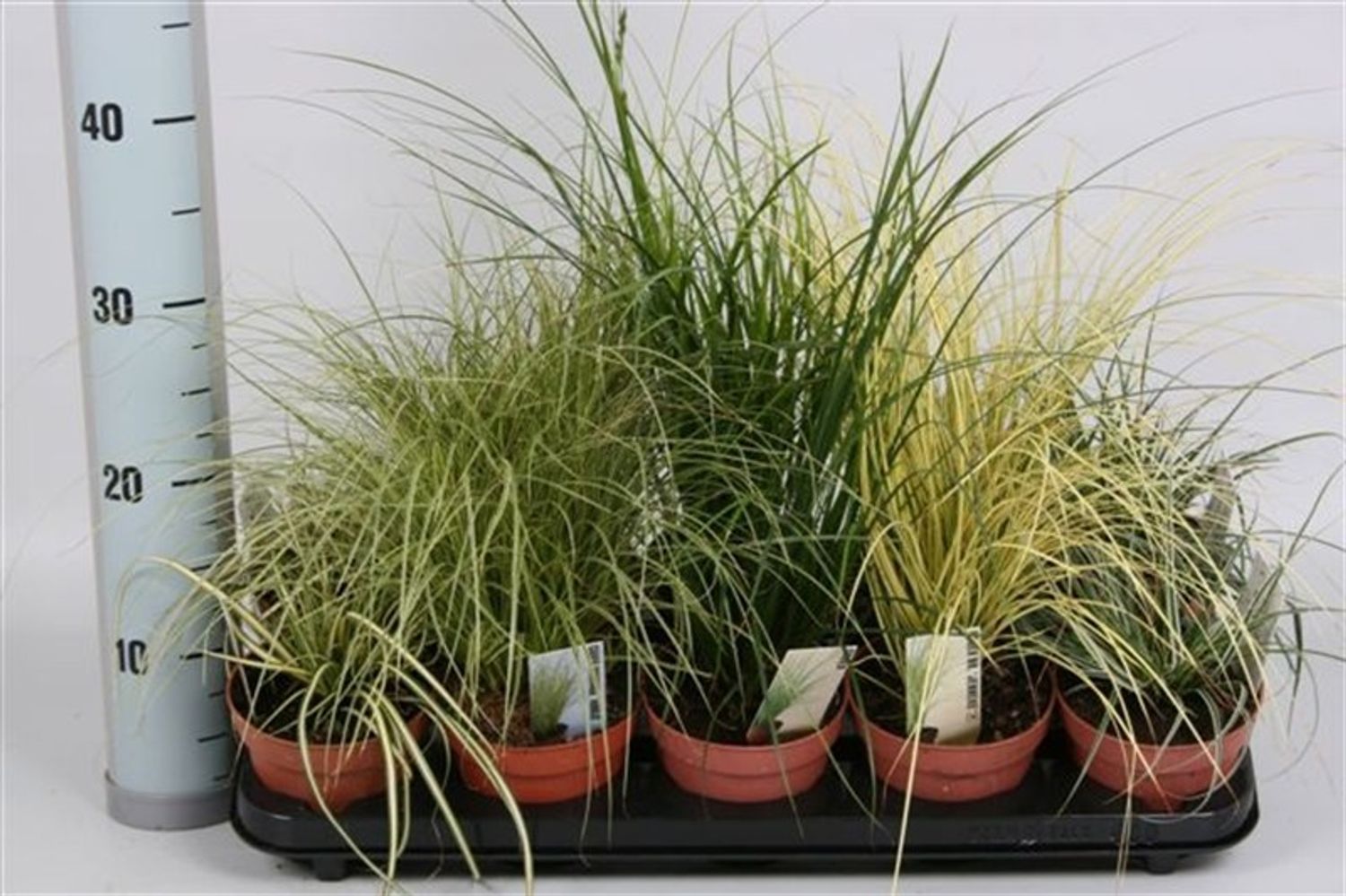 Carex MIX — Plant Wholesale FlorAccess